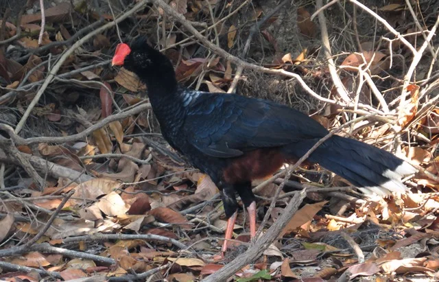 Details : Mitu - BirdGuides