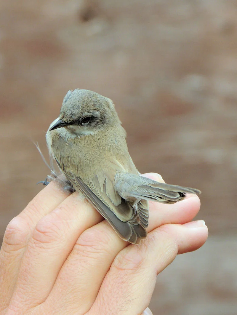 Details : Desert Whitethroat - BirdGuides