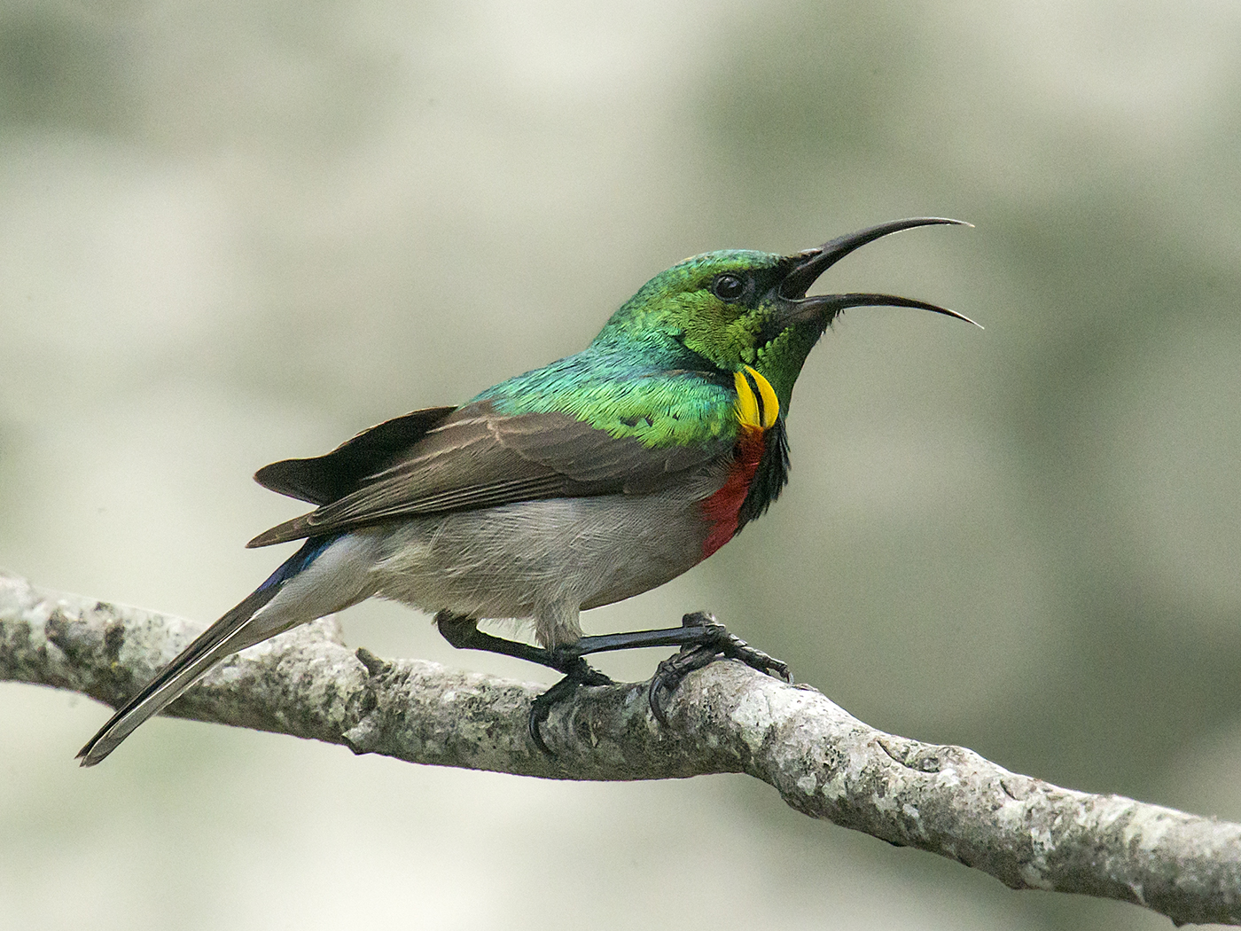 Details : Southern Double-collared Sunbird - BirdGuides