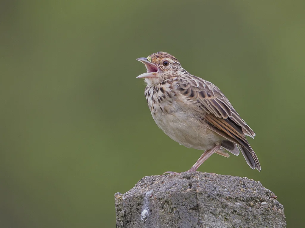 Details : Jerdon's Bush Lark - BirdGuides
