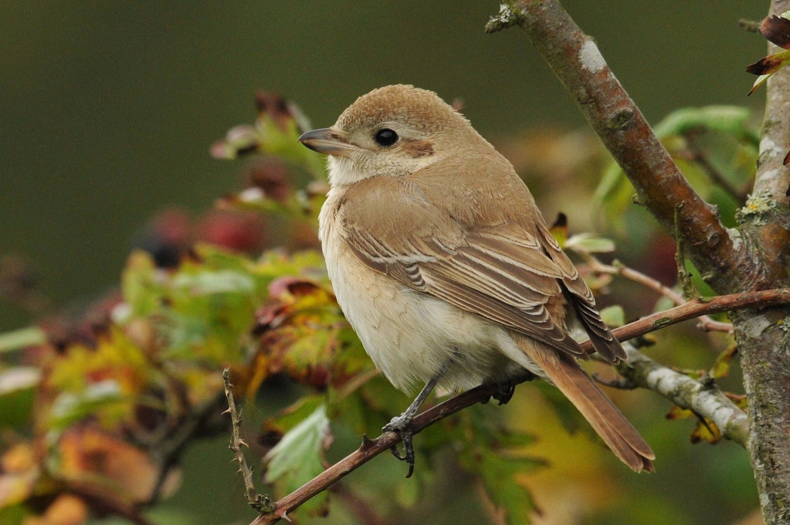Isabelline Shrike by Nick Appleton - BirdGuides