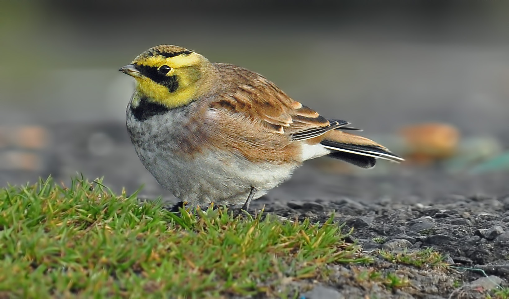 Details : Shore Lark - BirdGuides