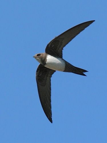 Details : Alpine Swift - BirdGuides