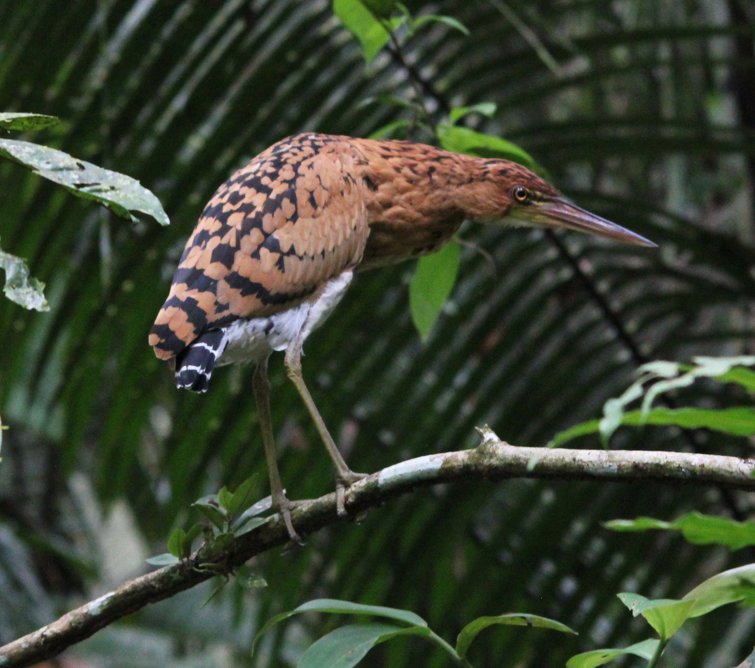 Details : Rufescent Tiger Heron - BirdGuides