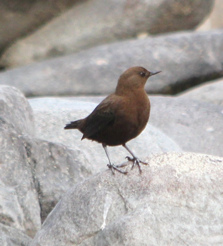 Details : Brown Dipper - BirdGuides