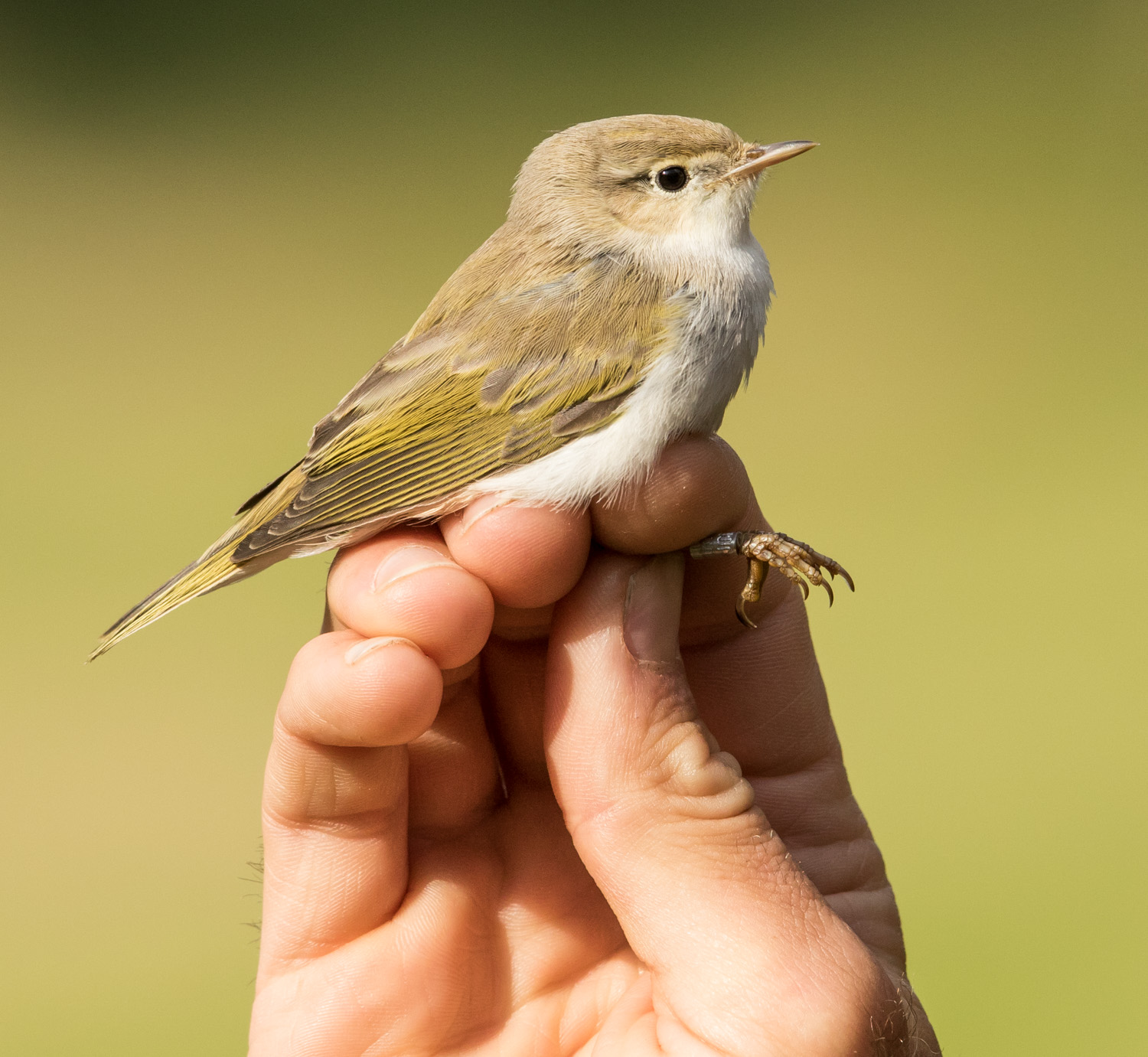 Details : Western Bonelli's Warbler - BirdGuides