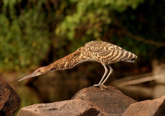 Details : Rufescent Tiger Heron - BirdGuides