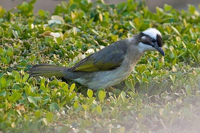 Details : Light-vented Bulbul - BirdGuides