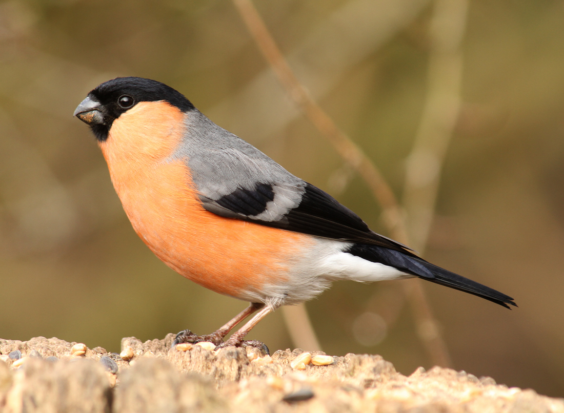 Details : Eurasian Bullfinch - BirdGuides