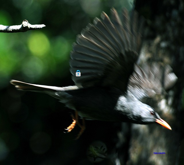Details : Mauritius Bulbul - BirdGuides