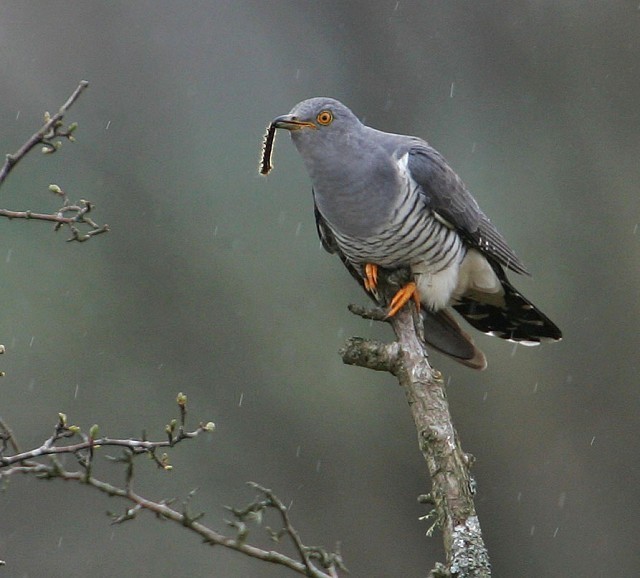 Details : Common Cuckoo - BirdGuides