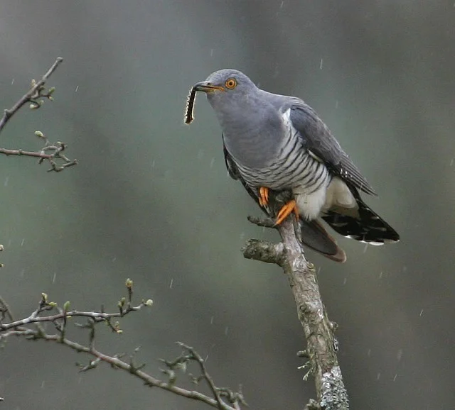 Details : Common Cuckoo - BirdGuides