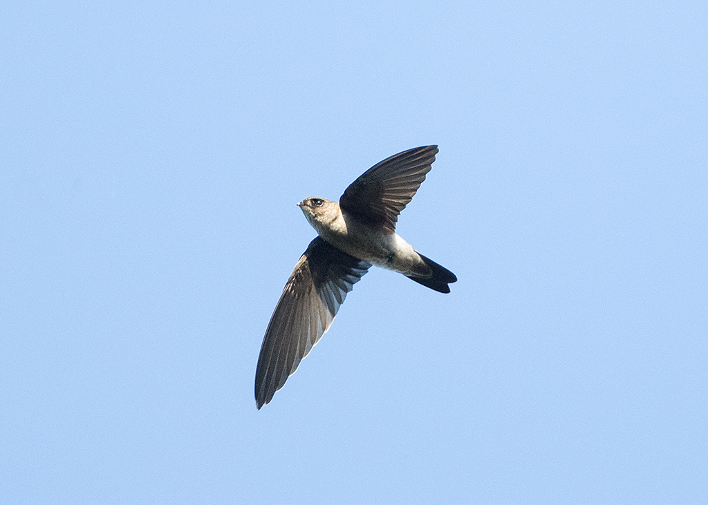 16+ Swiftlet Pictures | angelinajoliecoolsagt