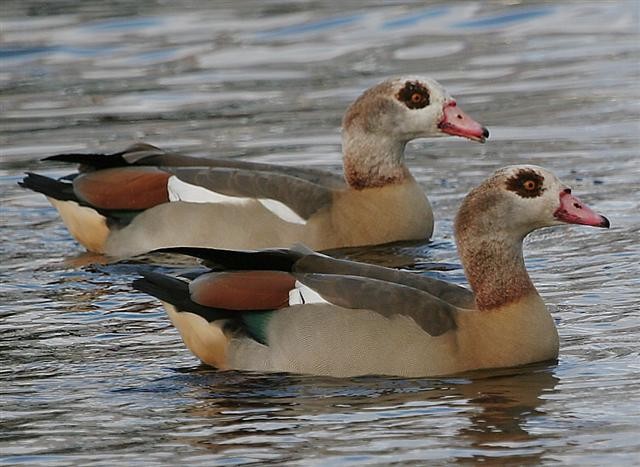 Details : Egyptian Goose - BirdGuides