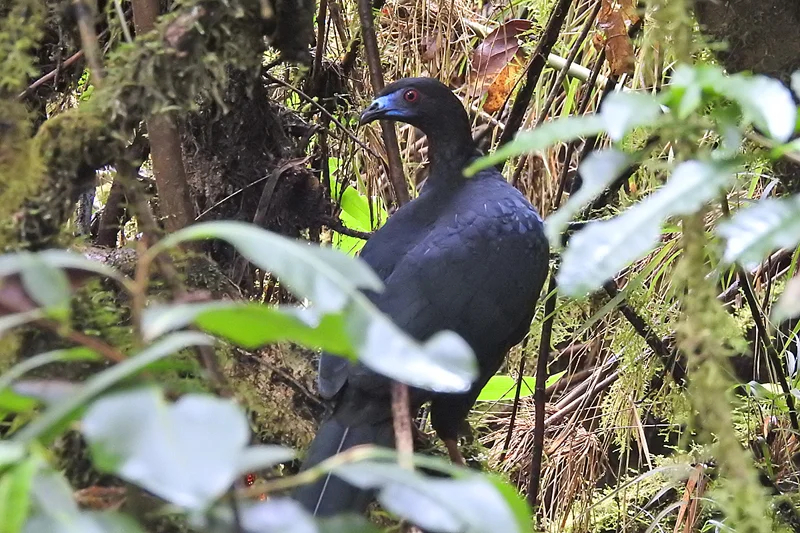 Details : Black Guan - BirdGuides