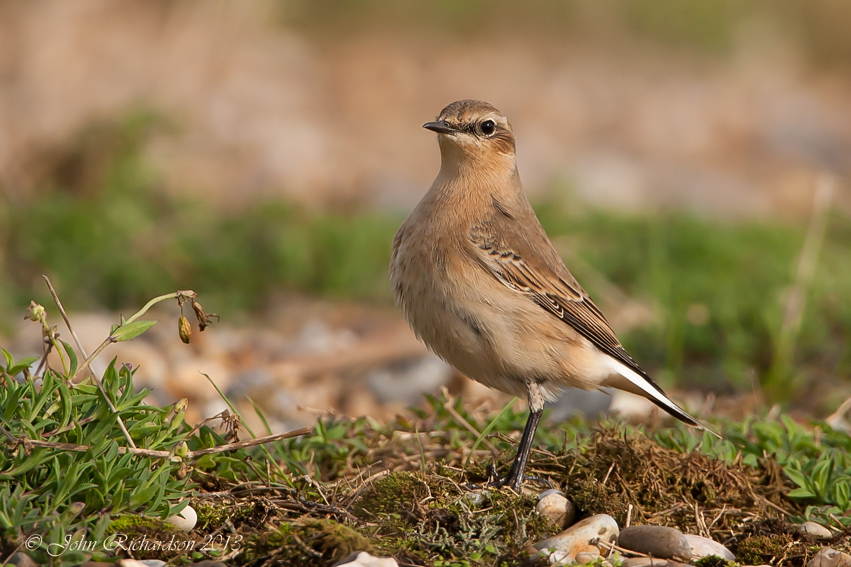 Details : Northern Wheatear - BirdGuides