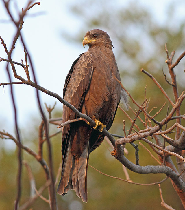 Details : Yellow-billed Kite - BirdGuides