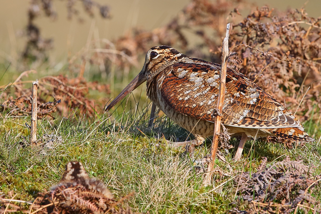 Details : Eurasian Woodcock - BirdGuides
