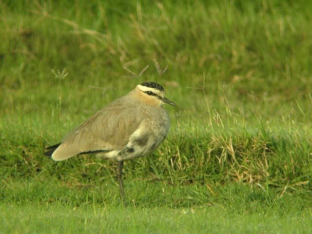 Details : Sociable Lapwing - BirdGuides