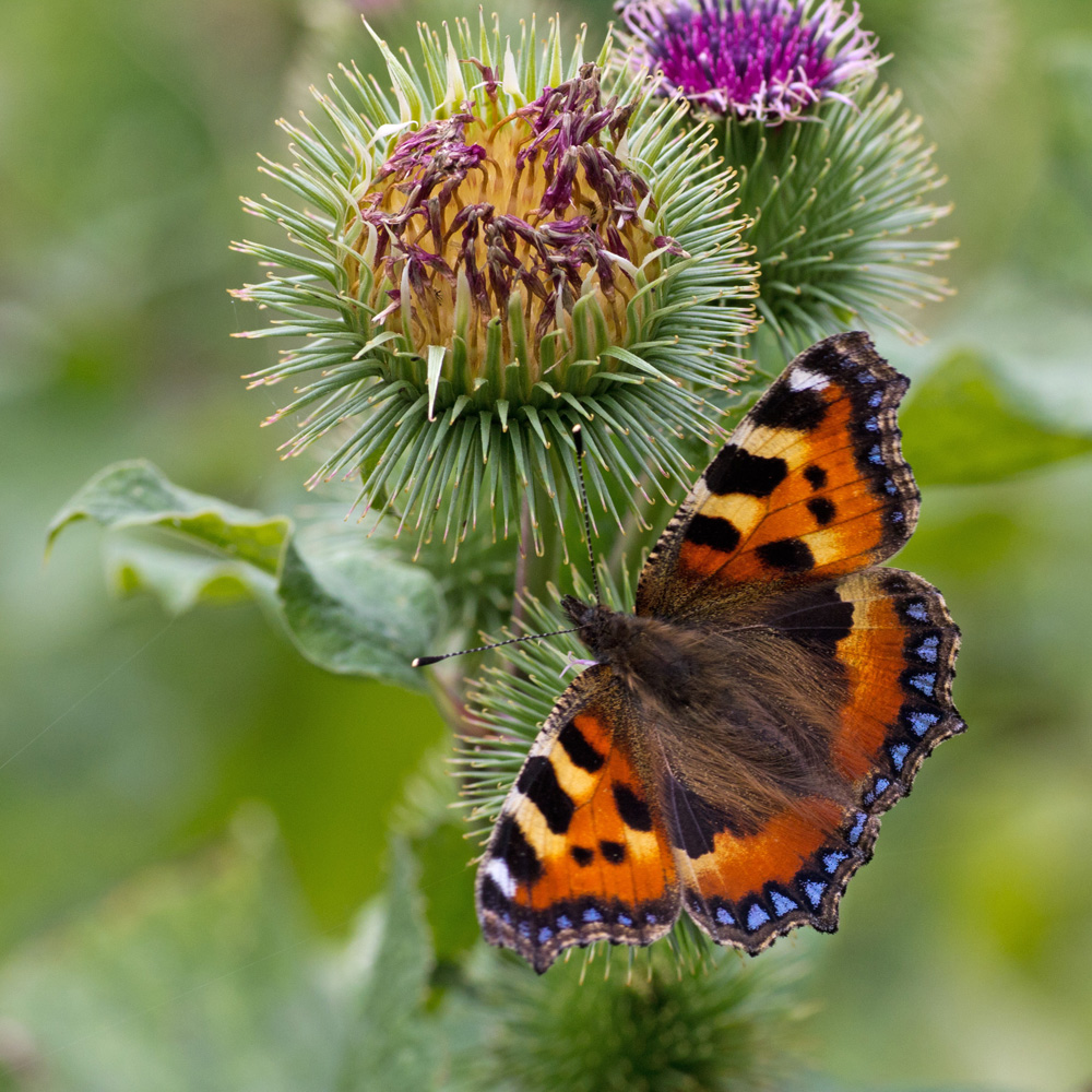 Details : Small Tortoiseshell - BirdGuides