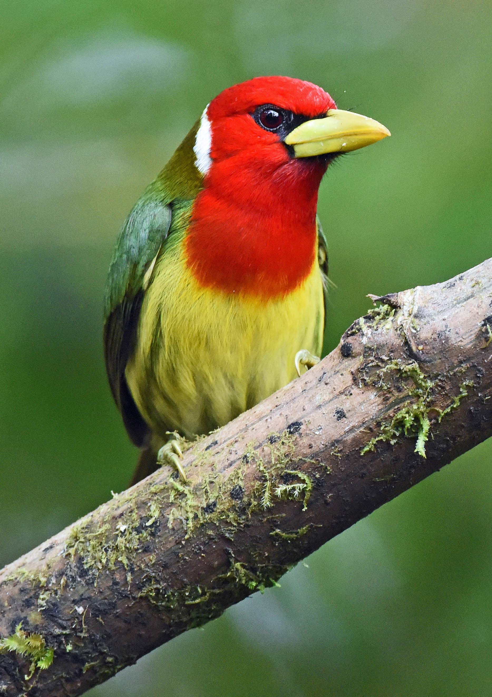 Details : Red-headed Barbet - BirdGuides