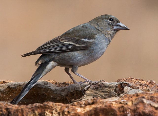 Tenerife Blue Chaffinch by Peter Garrity - BirdGuides