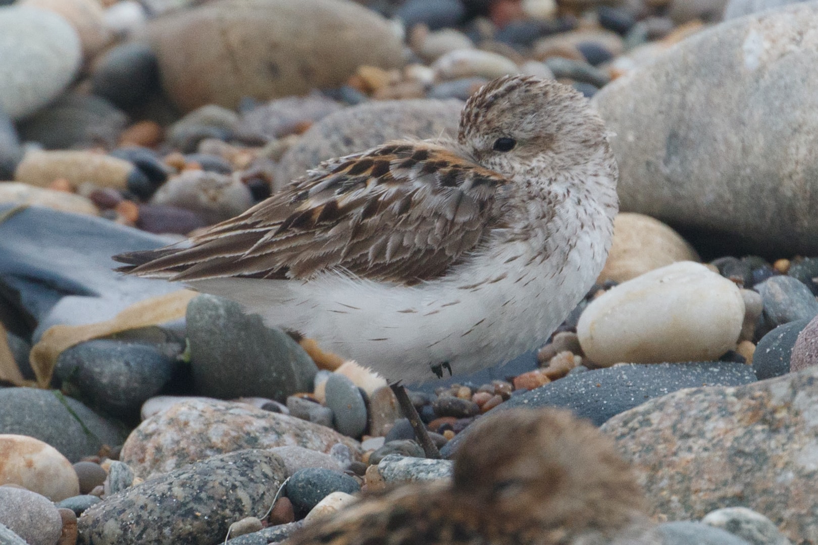 Western Sandpiper by Killian Mullarney - BirdGuides