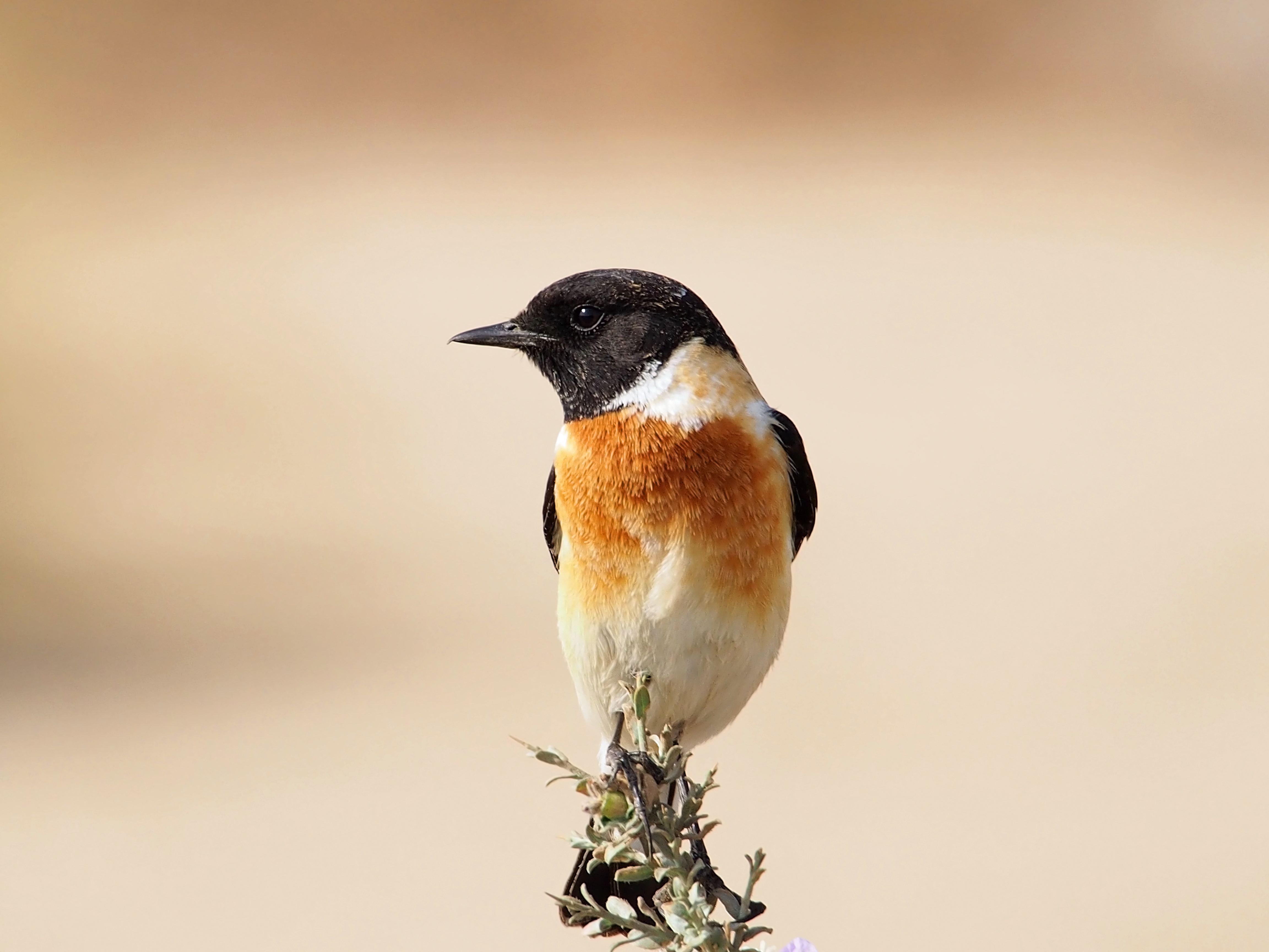 Details : Siberian Stonechat - BirdGuides