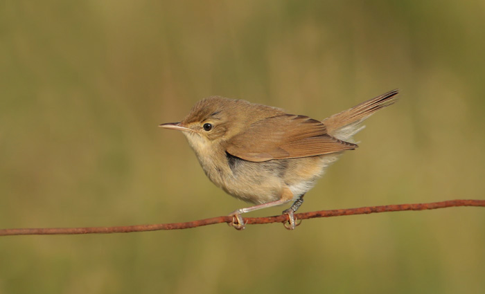 Details : Blyth's Reed Warbler - BirdGuides