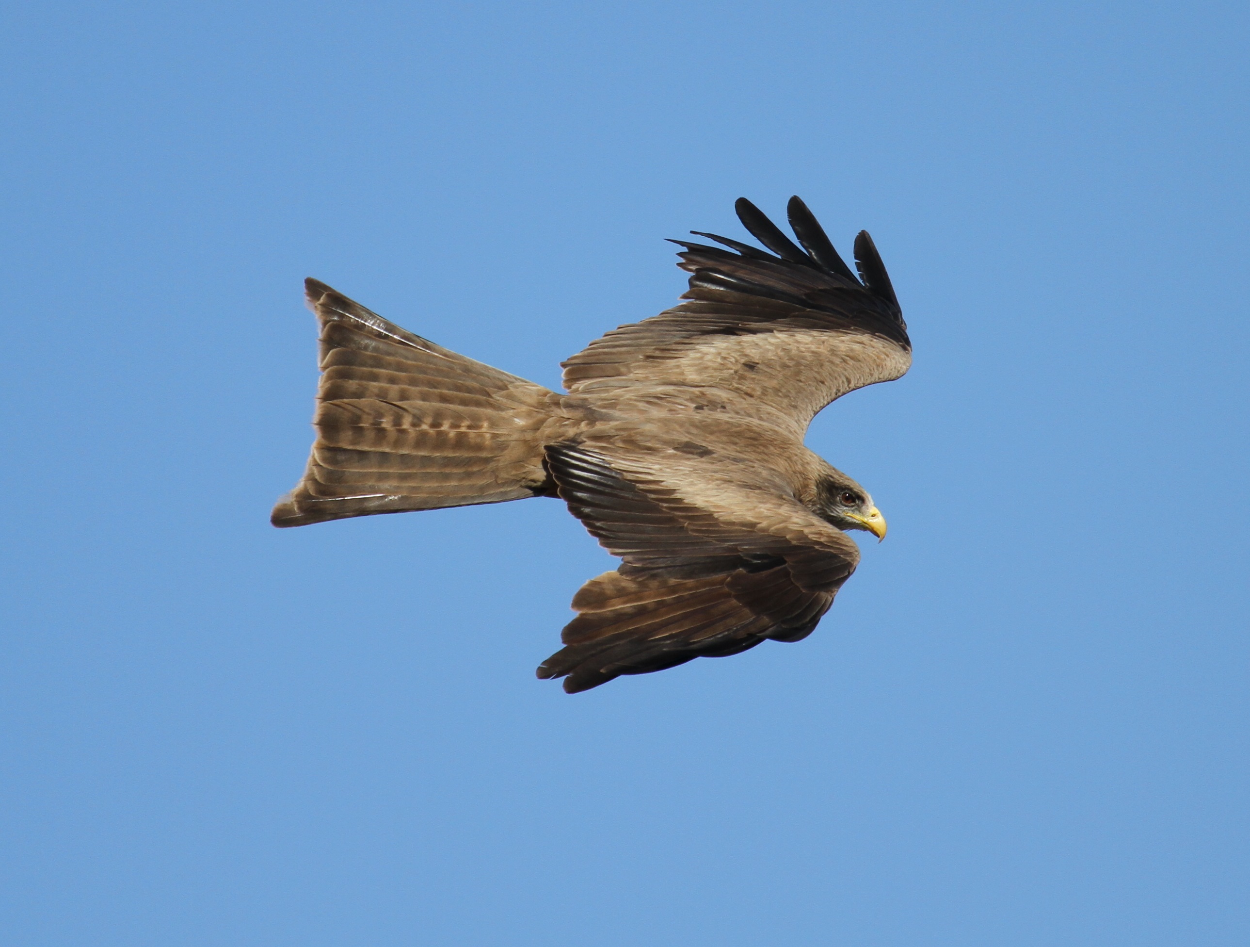 Details : Yellow-billed Kite - BirdGuides