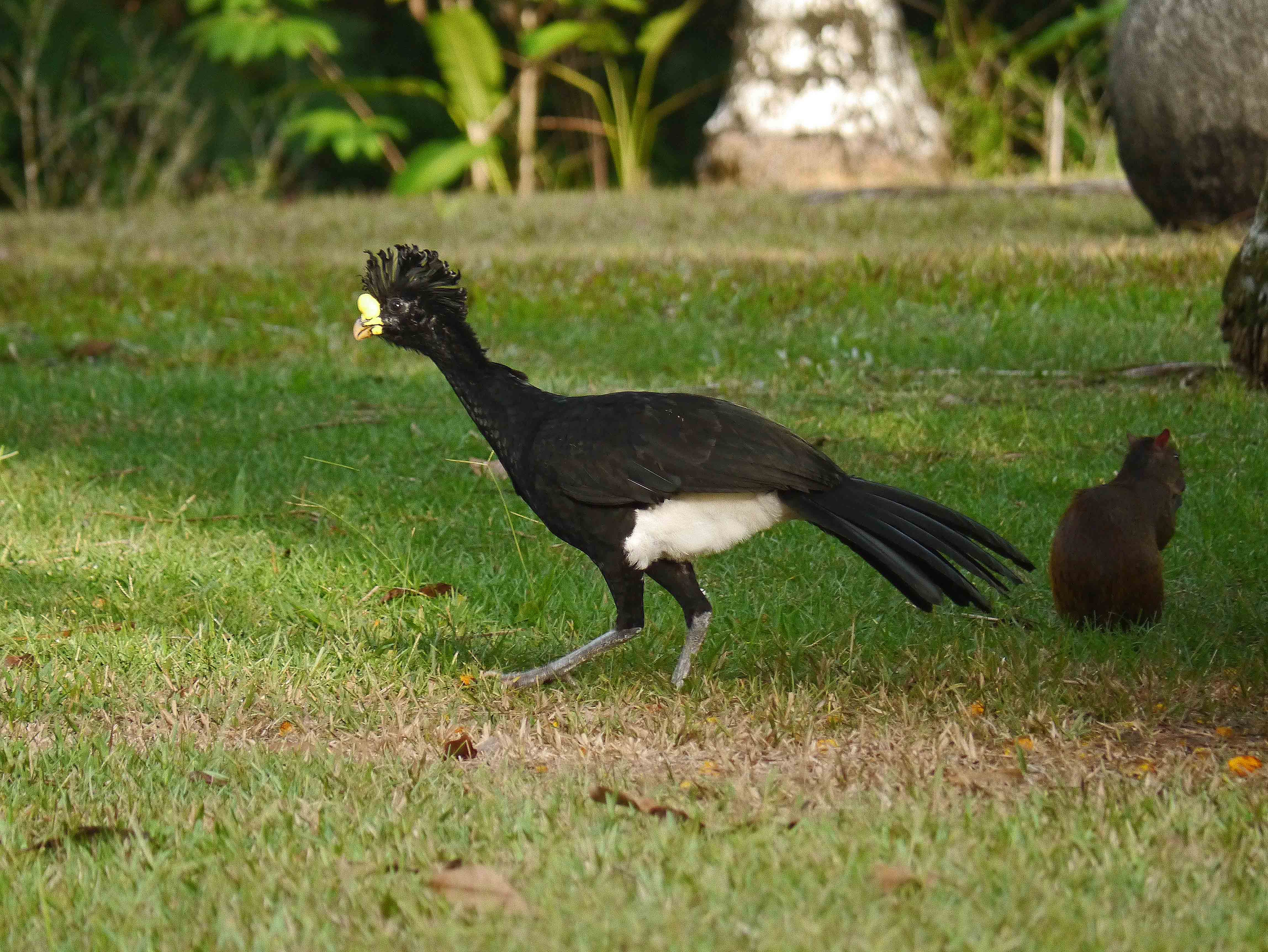 Details : Great Curassow - BirdGuides