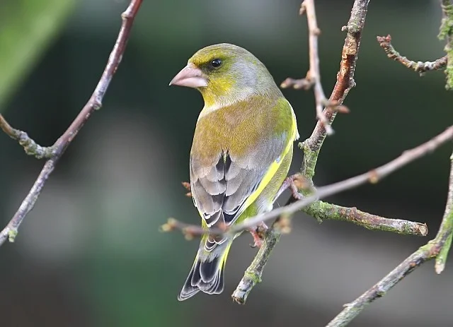 Details Greenfinch Birdguides