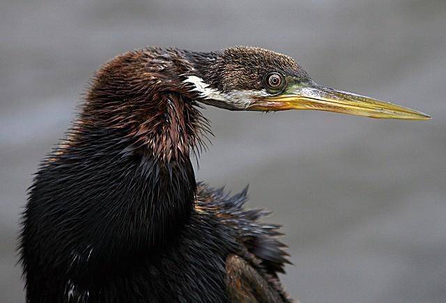 Details : Oriental Darter - BirdGuides