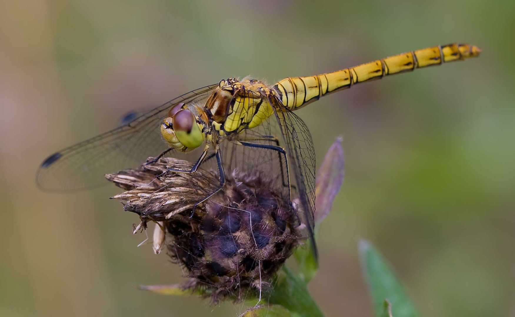 Common Darter by Chris Downes - BirdGuides