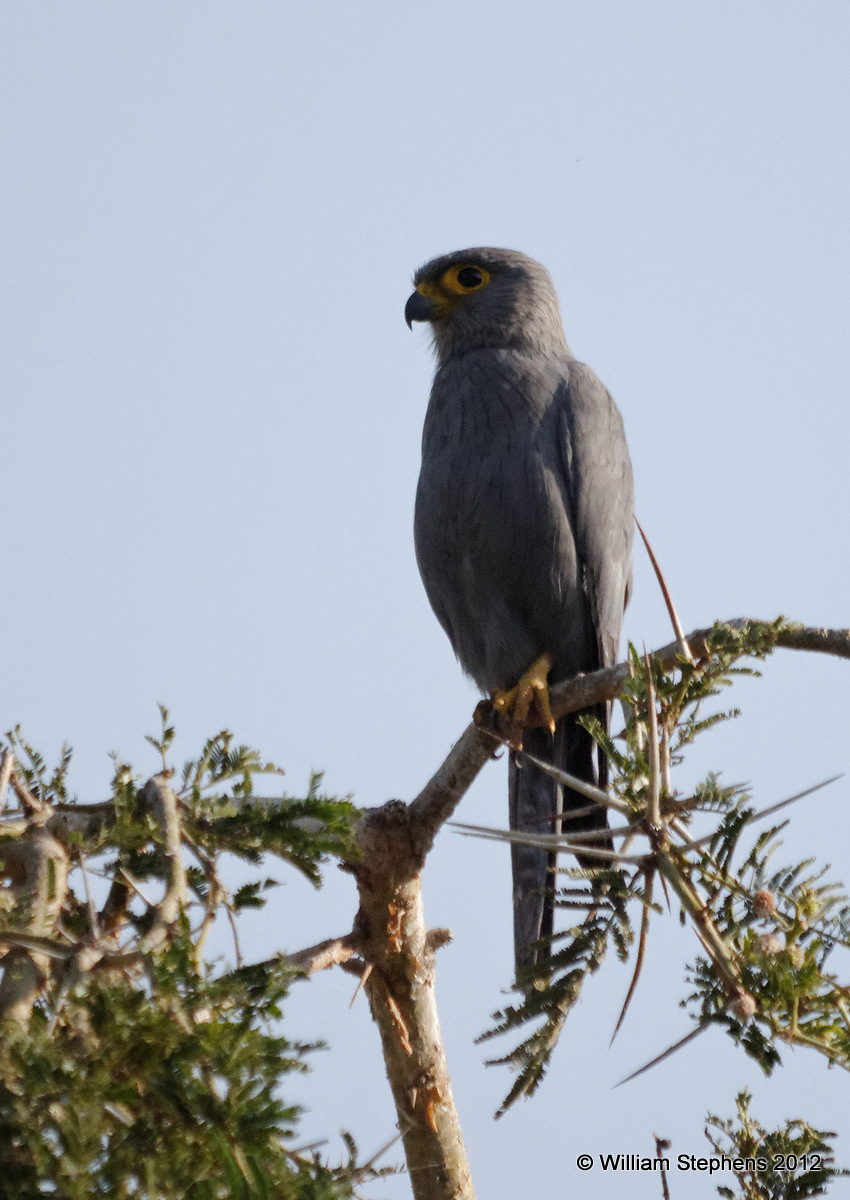 Details : Grey Kestrel - BirdGuides