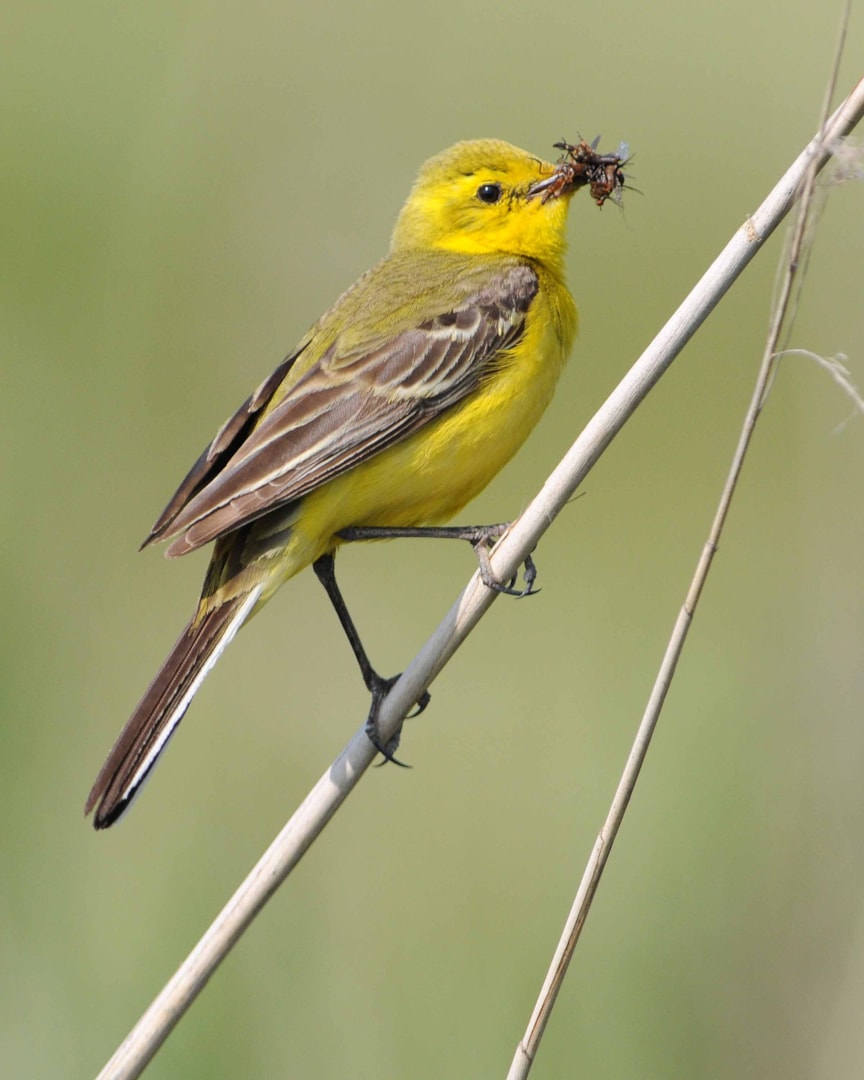 Yellow Wagtail by Nick Appleton - BirdGuides