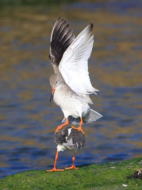 Details : Common Redshank - BirdGuides