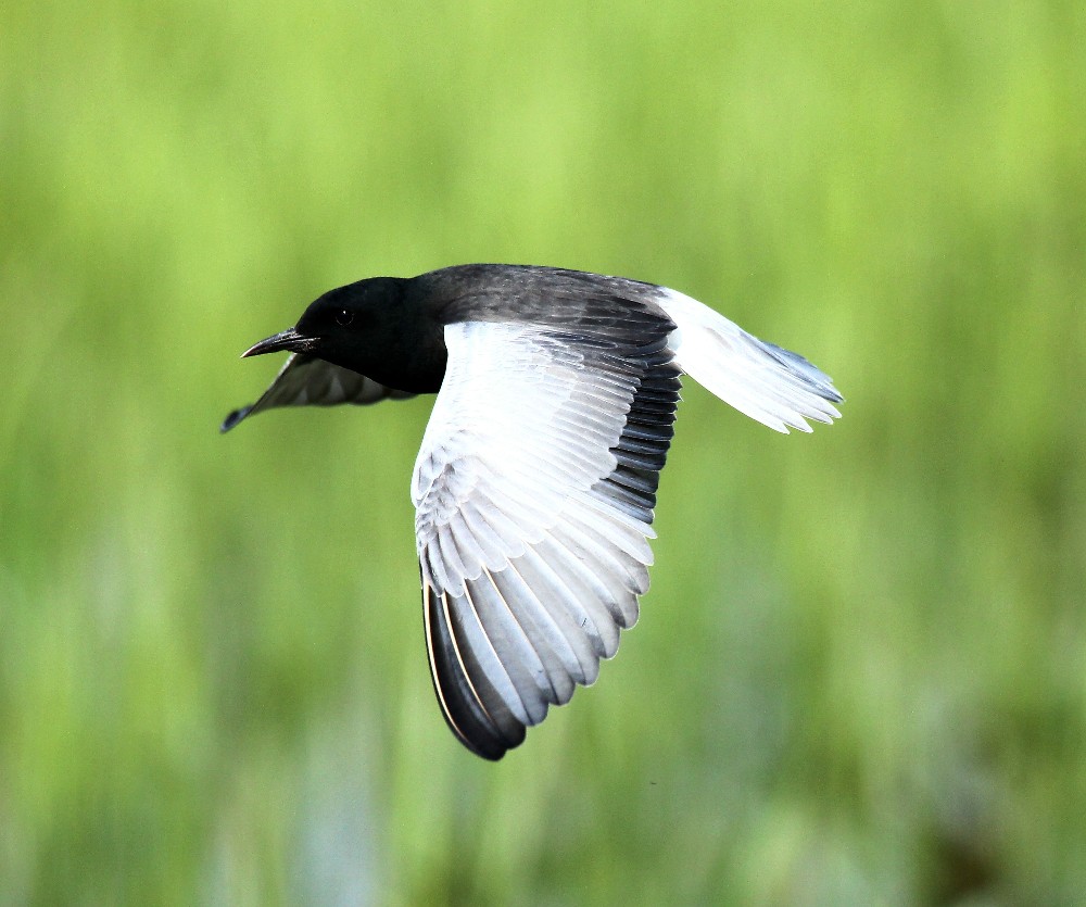 Details : White-winged Tern - BirdGuides