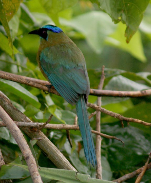 Details : Amazonian Motmot - BirdGuides