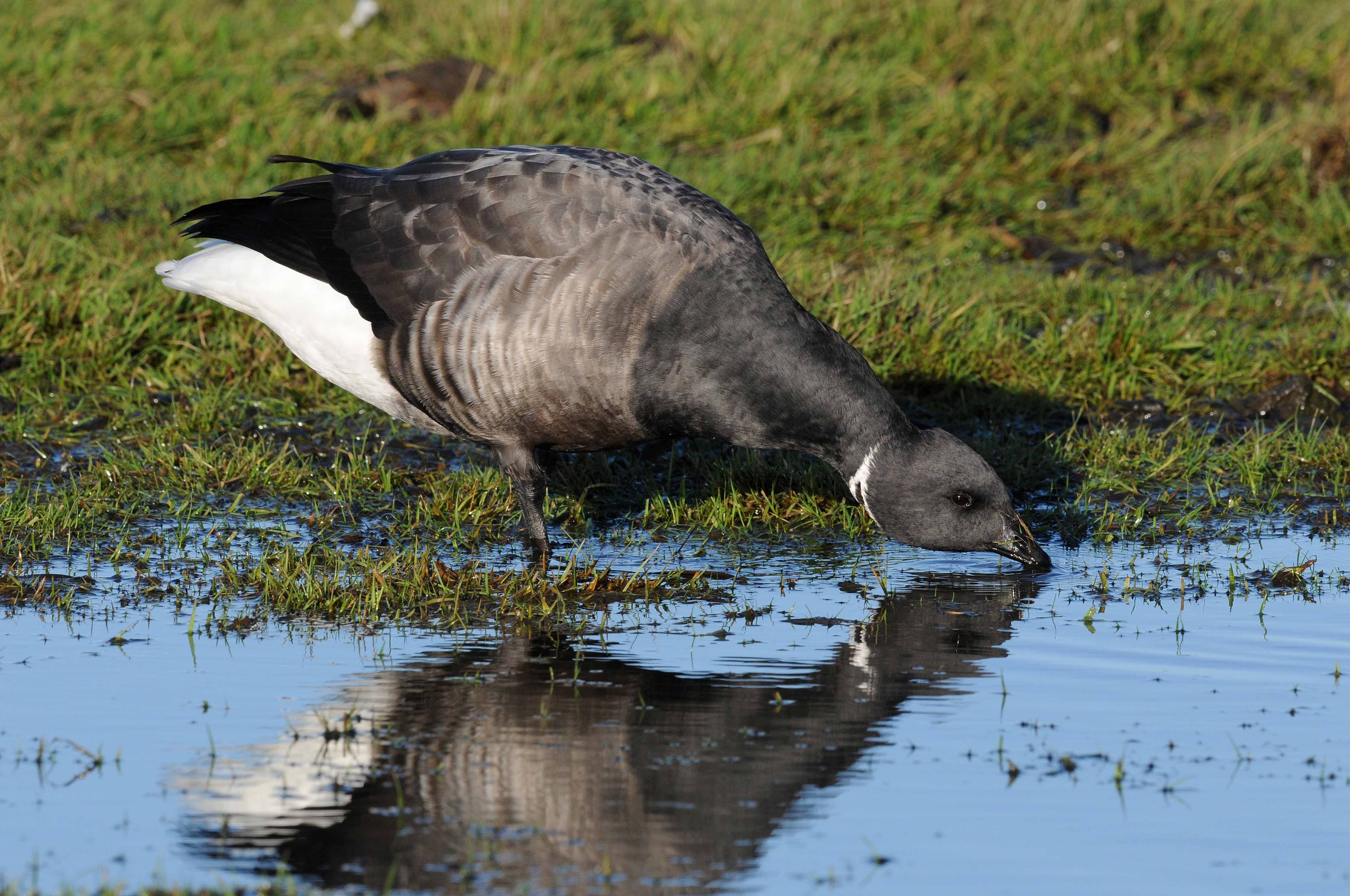 Details : Dark-bellied Brent Goose - BirdGuides
