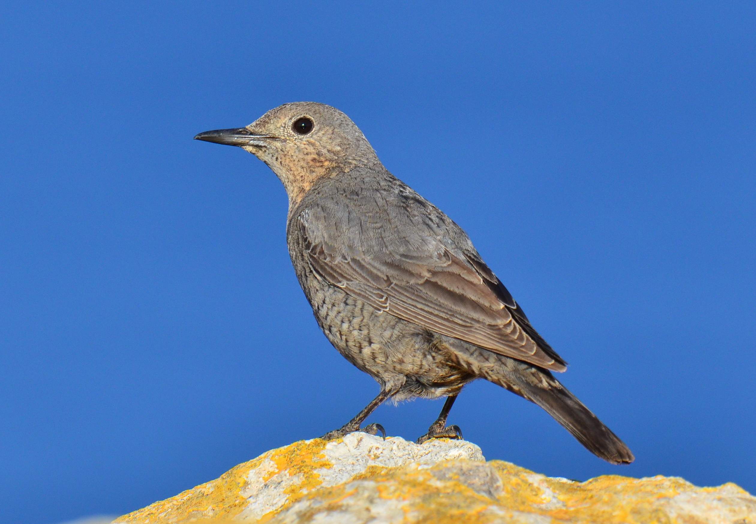 Details : Blue Rock Thrush - BirdGuides