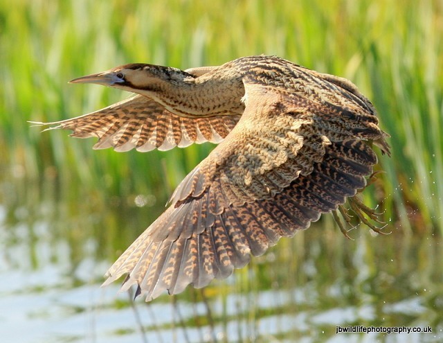 Details : Eurasian Bittern - BirdGuides