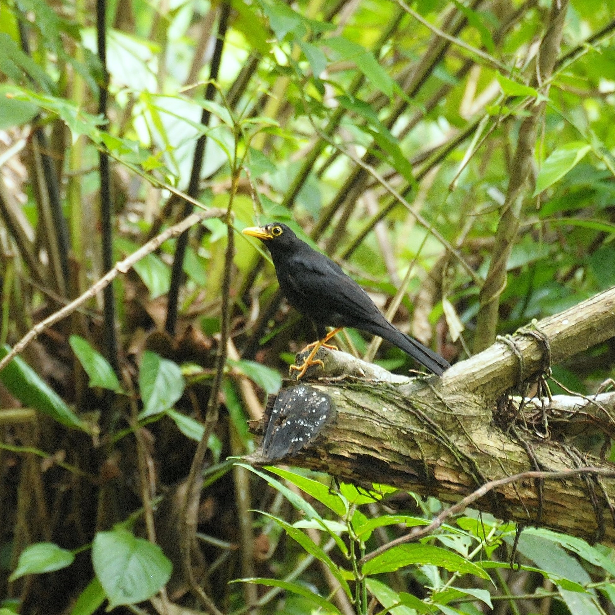 Details : Yellow-legged Thrush - BirdGuides