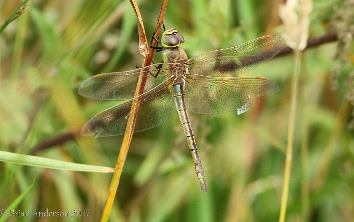 Details : Vagrant Emperor - BirdGuides