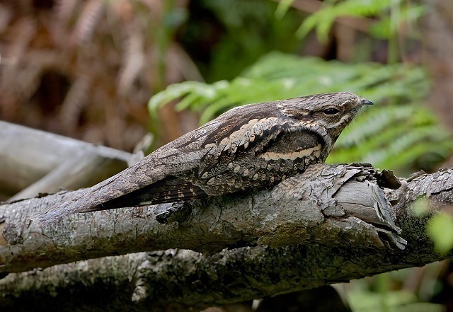 Details : European Nightjar - BirdGuides