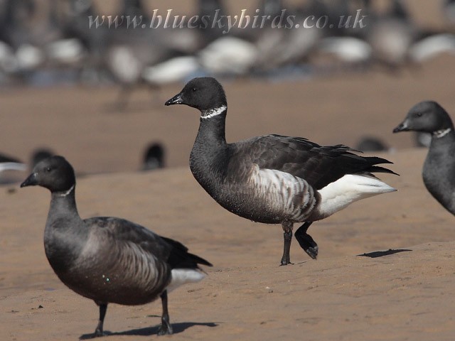 Details : Black Brant - BirdGuides