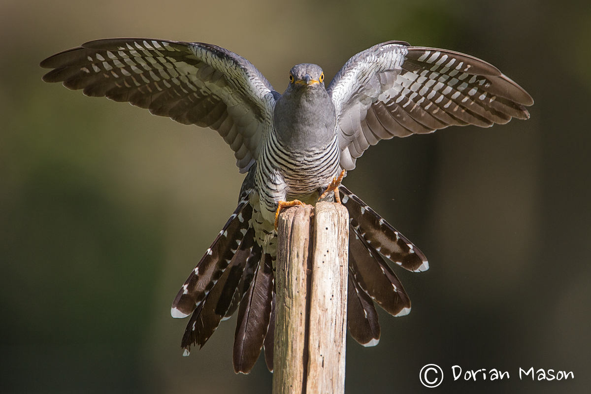 Details : Common Cuckoo - BirdGuides