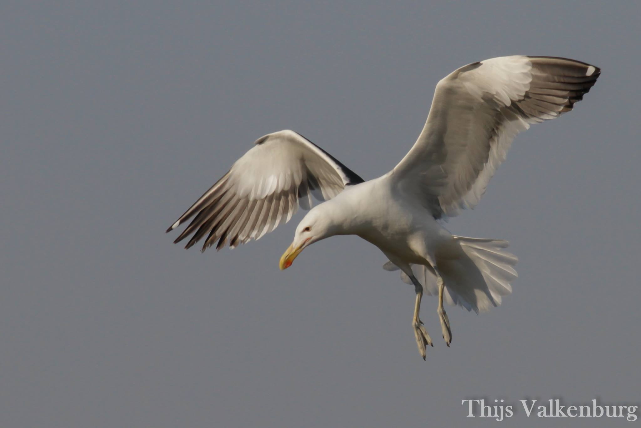 Details : Cape Gull - BirdGuides