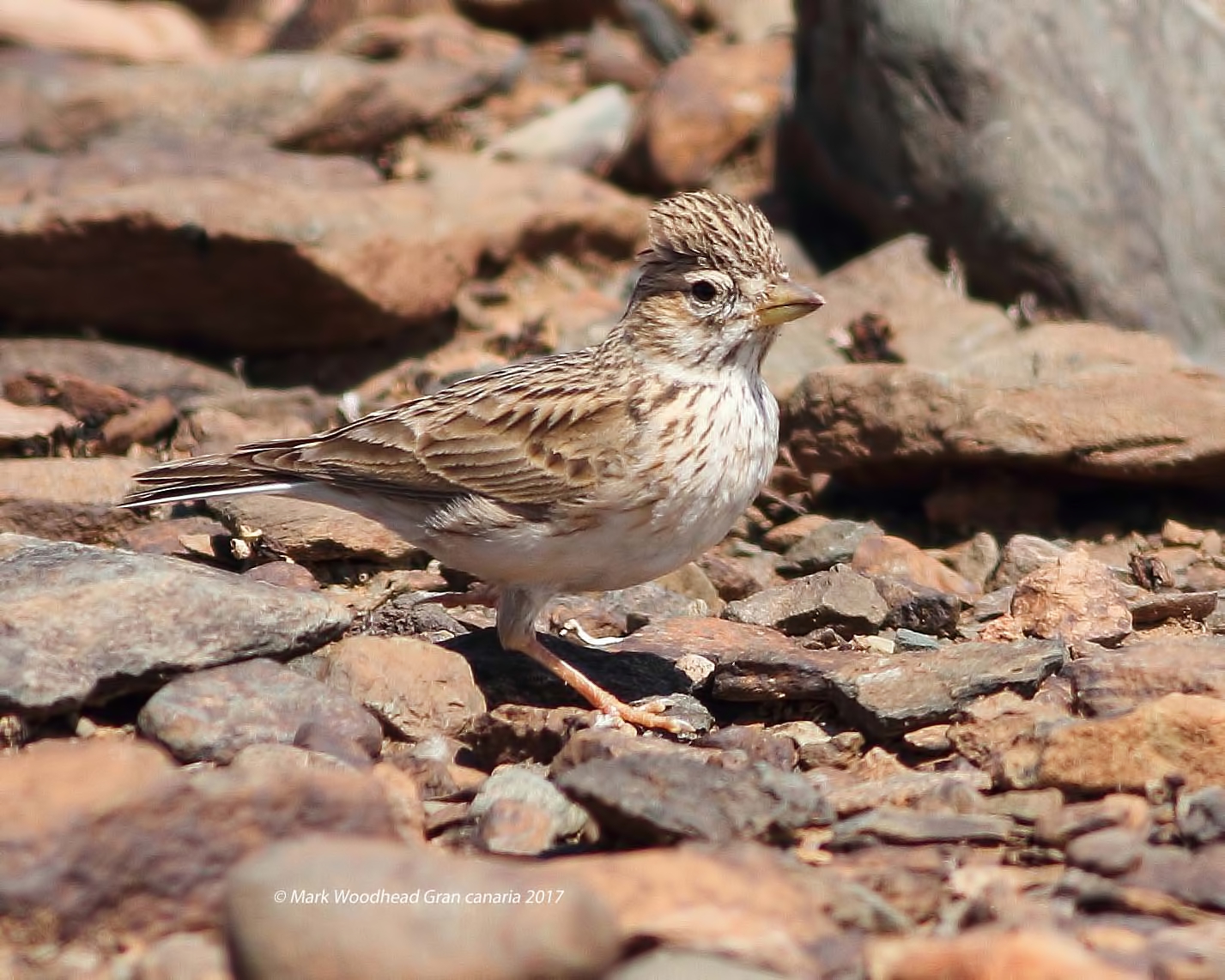Details : Mediterranean Short-toed Lark - BirdGuides