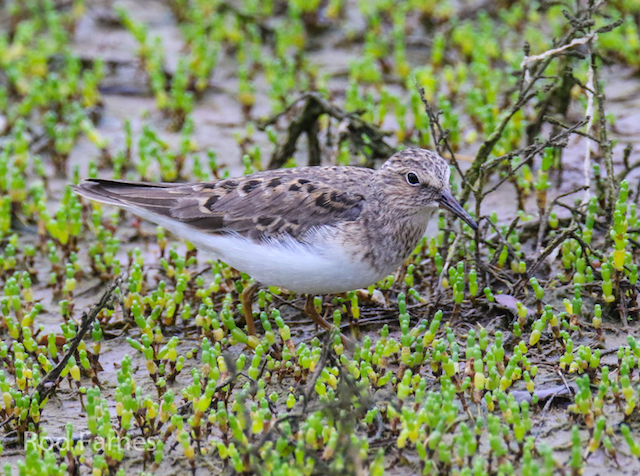 Details : Temminck's Stint - BirdGuides
